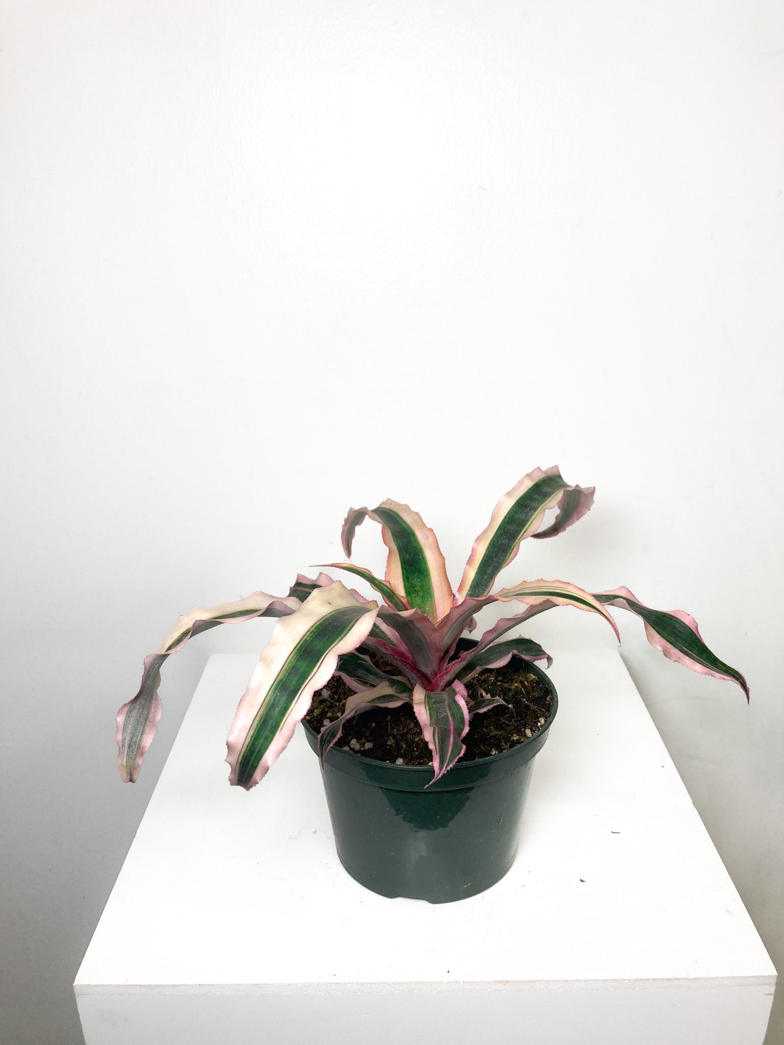 Cryptanthus Absolute Zero – Lizzie Bee's Flower Shoppe